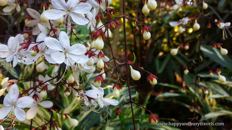 Quick Vigan! - Top Tourist Spots in Vigan - Happy and Busy Travels