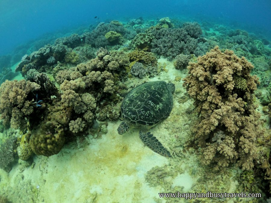 Snorkeling Around Apo Island, Philippines - Happy and Busy Travels