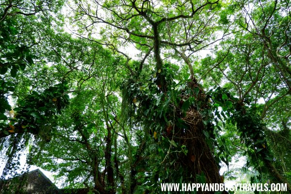 Alona Tropical Beach Resort, Panglao, Bohol - Happy and Busy Travels