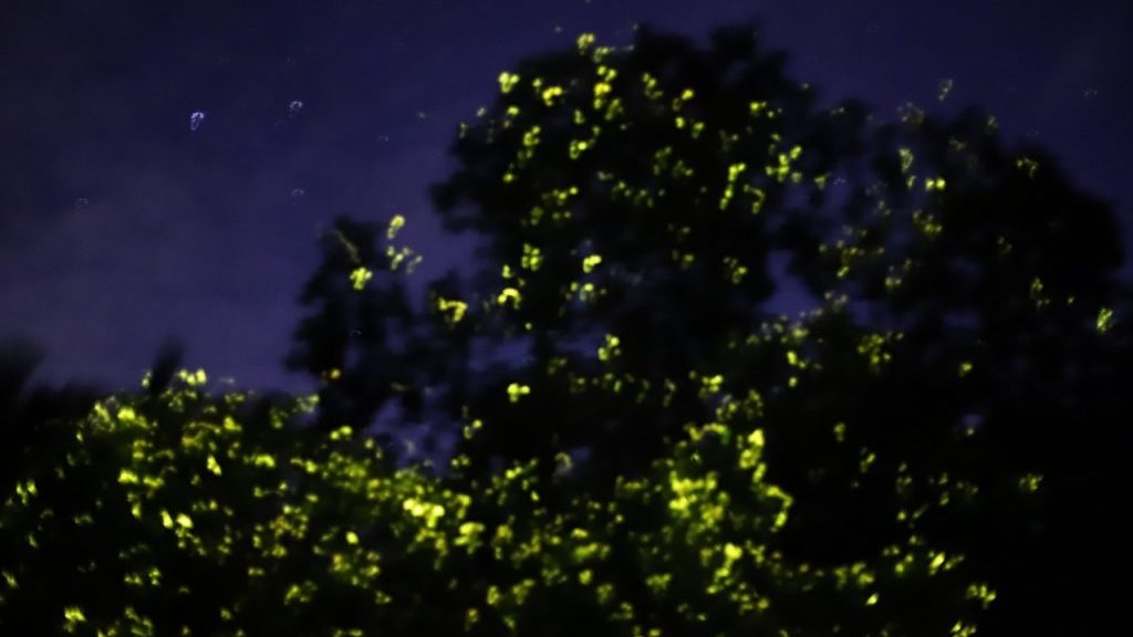 Home - Happy and Busy Travels