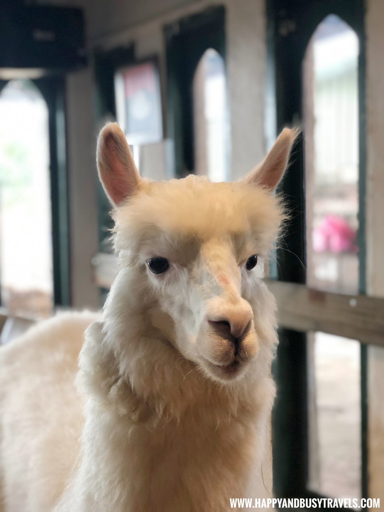 OIA Cafe, A.K.A. the Alpaca Cafe - Happy and Busy Travels