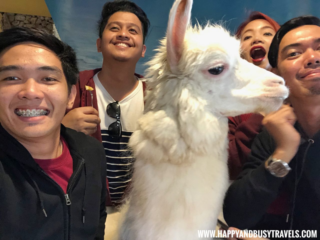 OIA Cafe, A.K.A. the Alpaca Cafe - Happy and Busy Travels