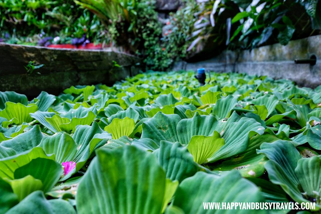 Wood Spring Tagaytay 35 - waterlilies - Happy and Busy Travels - Happy ...