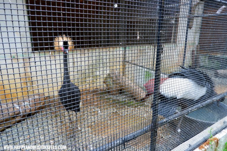 Yoki's Farm, Mendez Cavite - Happy and Busy Travels