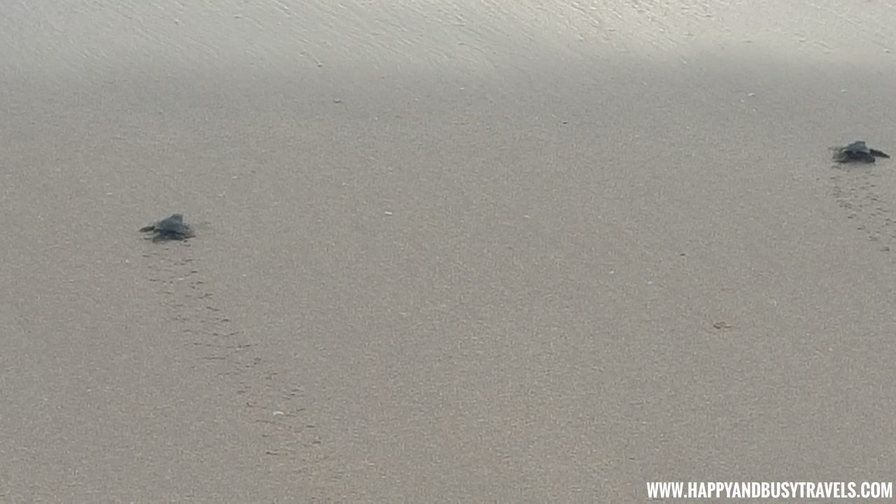 Baby Turtle Releasing, Bali Indonesia - Happy and Busy Travels