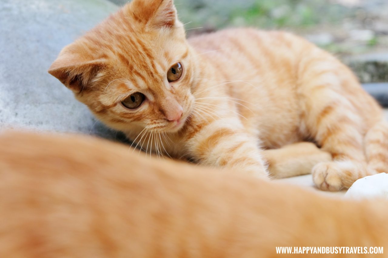 Houtong Cat Village, Taiwan - Happy and Busy Travels