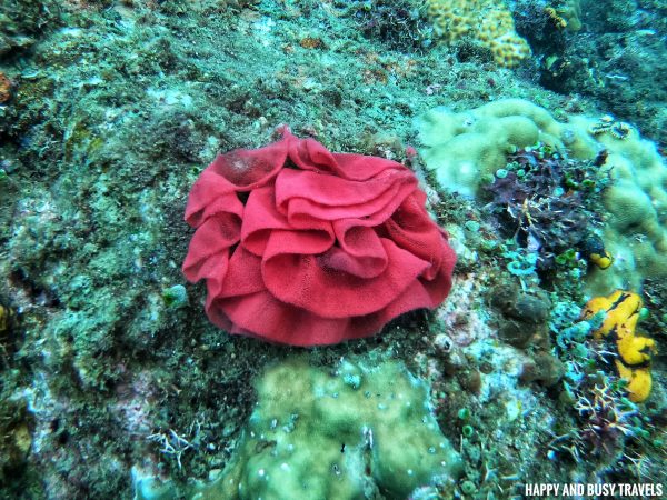 Intro to Scuba Diving at Buceo Anilao - Happy and Busy Travels