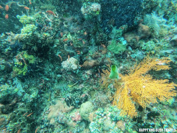 Intro to Scuba Diving at Buceo Anilao - Happy and Busy Travels